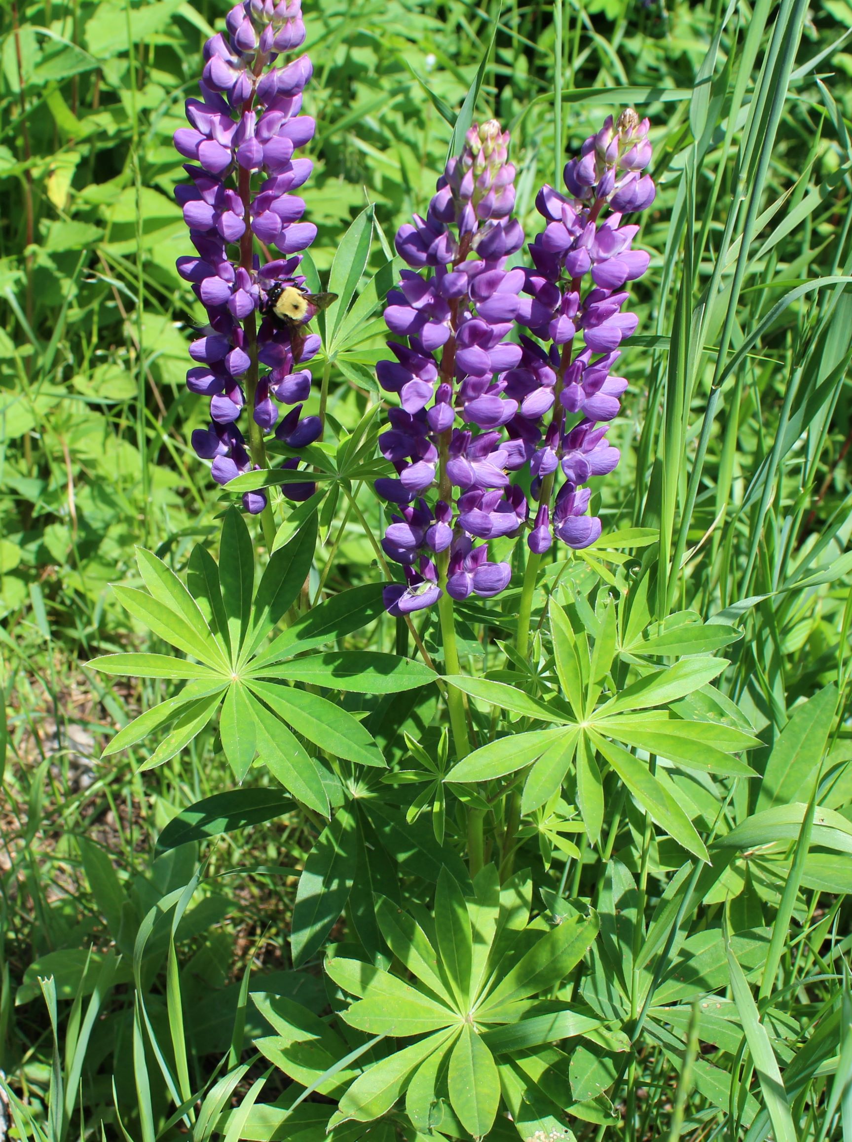2 Easy Ways to Make Lupine Flowers After Reading Miss Rumphius - Life ...