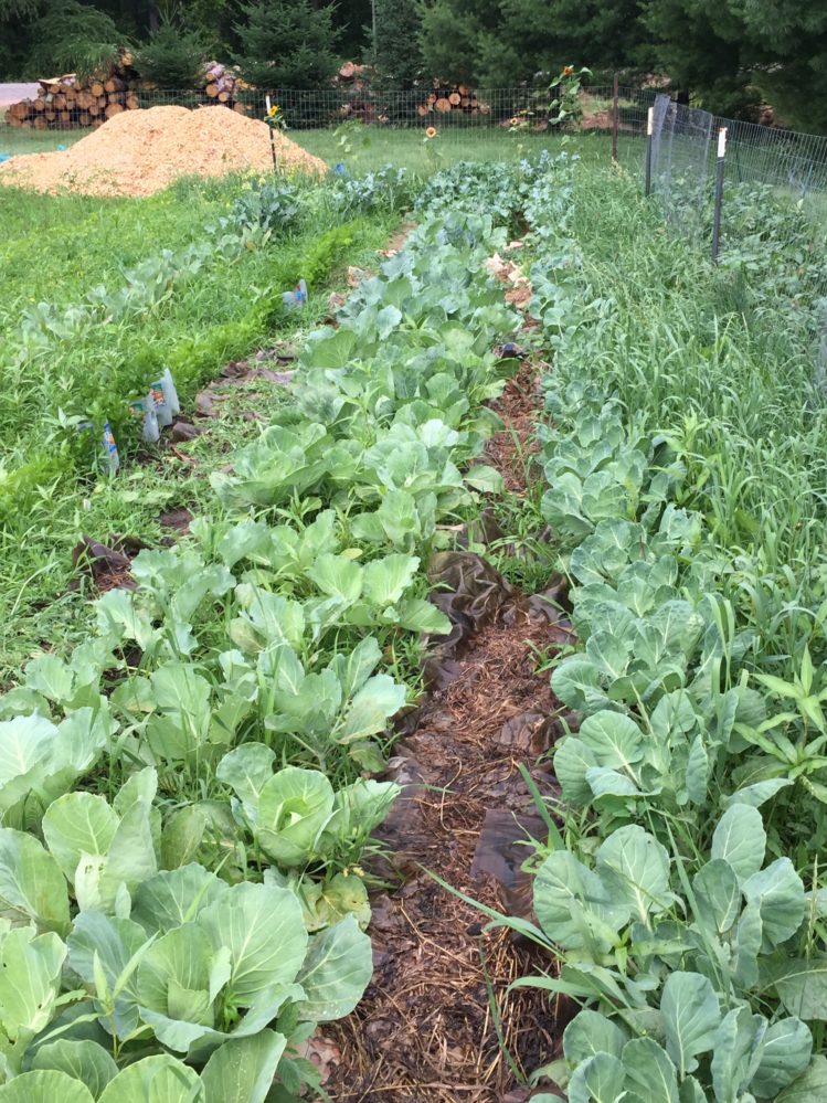 Our 2 garden mistakes & 8 successes - Life on Misty Acres