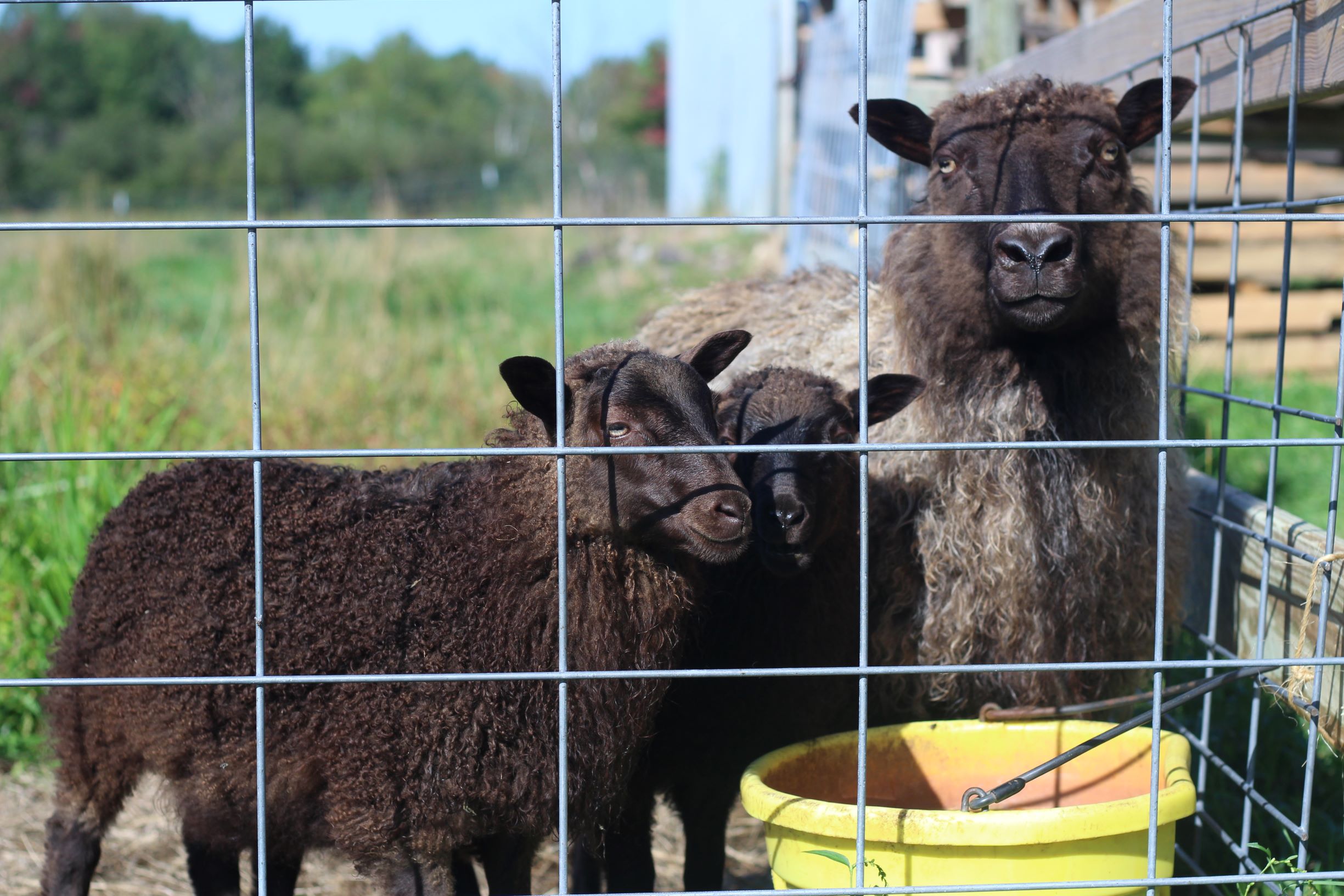 Icelandic Sheep - Life on Misty Acres