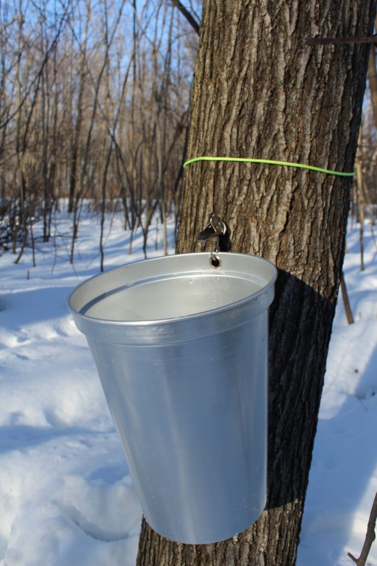 Maple Syrup Making: Identifying Trees & Equipment Needed - Life on ...