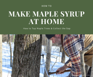 How to Tap Maple Trees & Collect the Sap - Life on Misty Acres