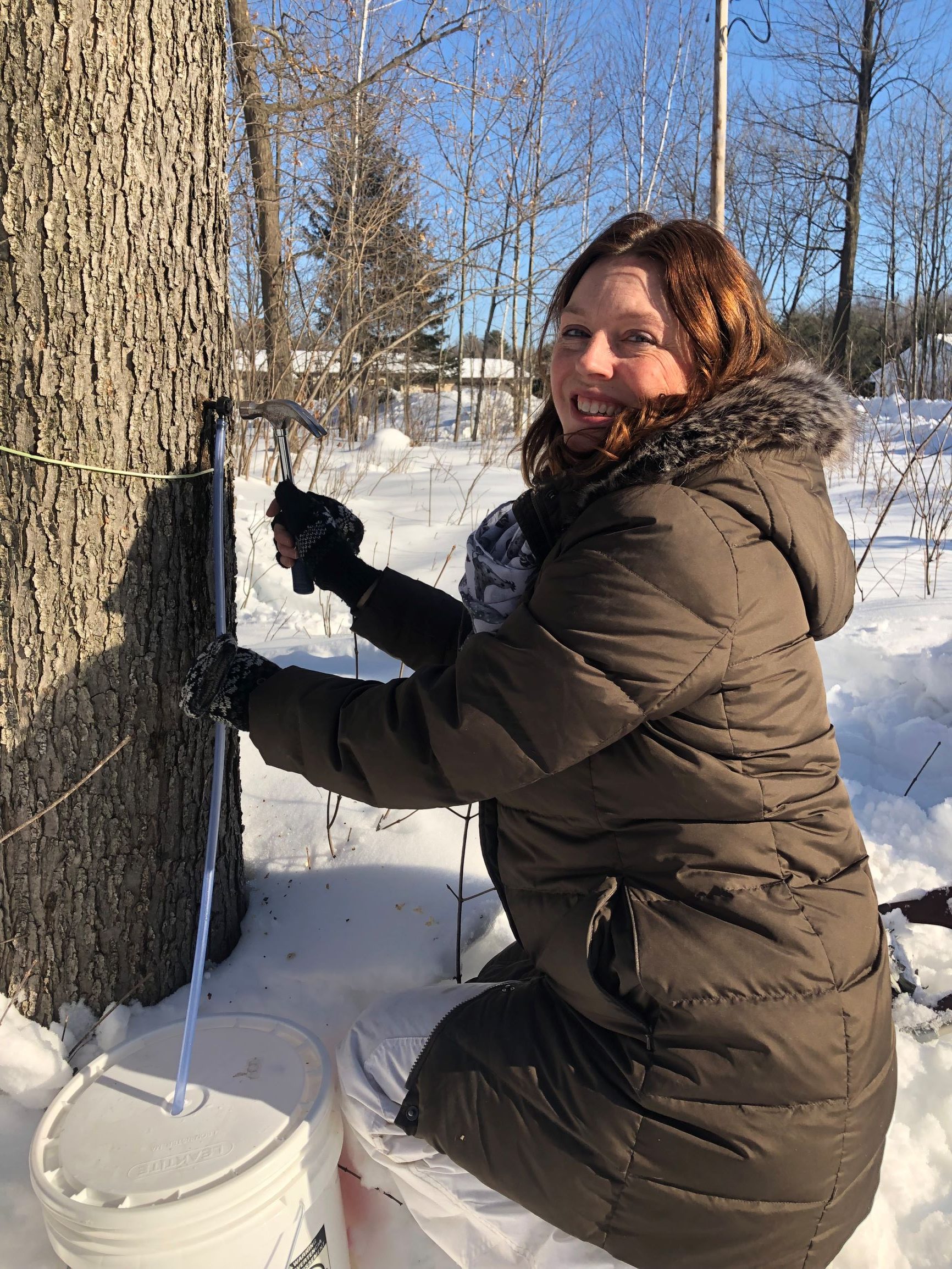How to Tap Maple Trees & Collect the Sap - Life on Misty Acres