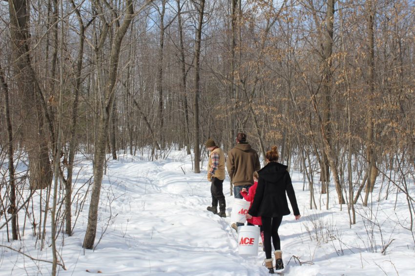 How to Tap Maple Trees & Collect the Sap - Life on Misty Acres