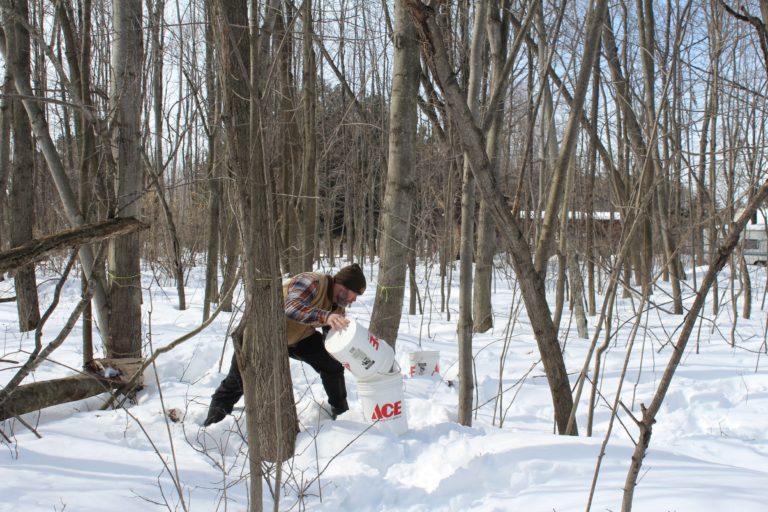 How to Tap Maple Trees & Collect the Sap - Life on Misty Acres