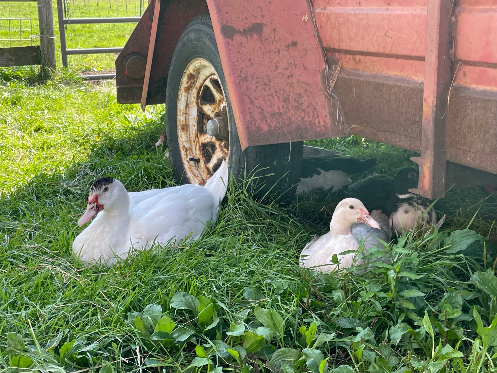 What’s Happening on the Farm- a year in review - Life on Misty Acres
