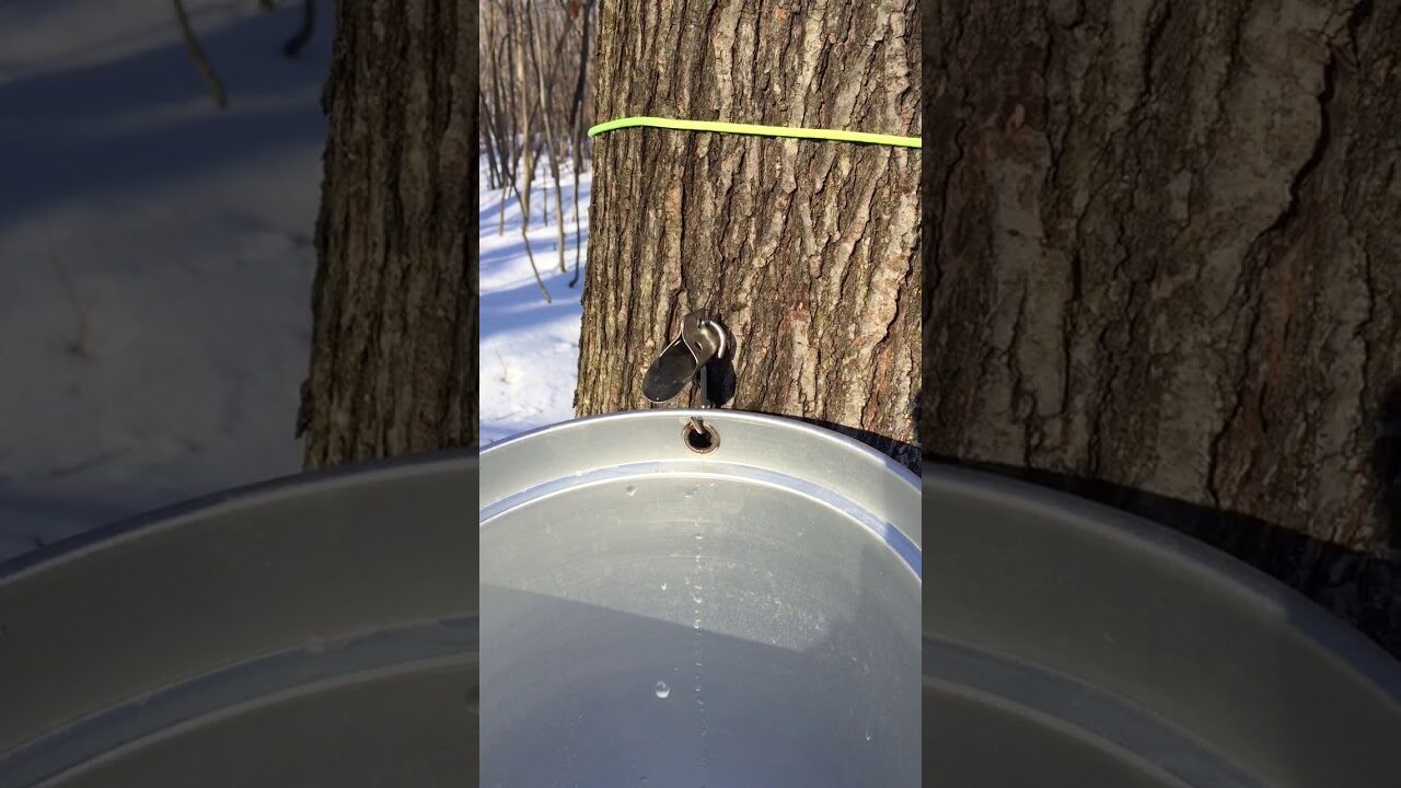 How to Tap Maple Trees & Collect the Sap - Life on Misty Acres